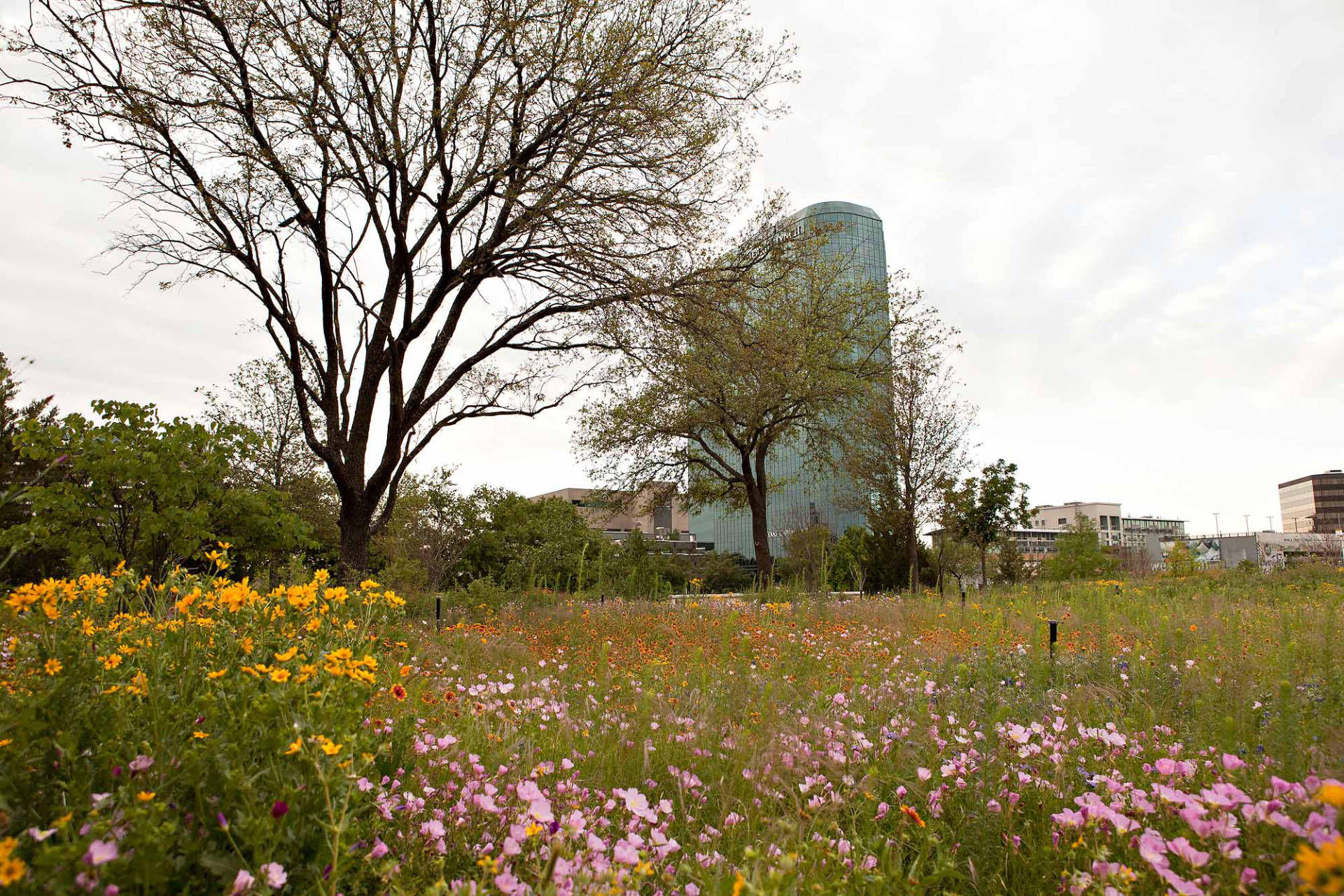 George W. Bush Presidential Center | Dallas Commercial Landscaping
