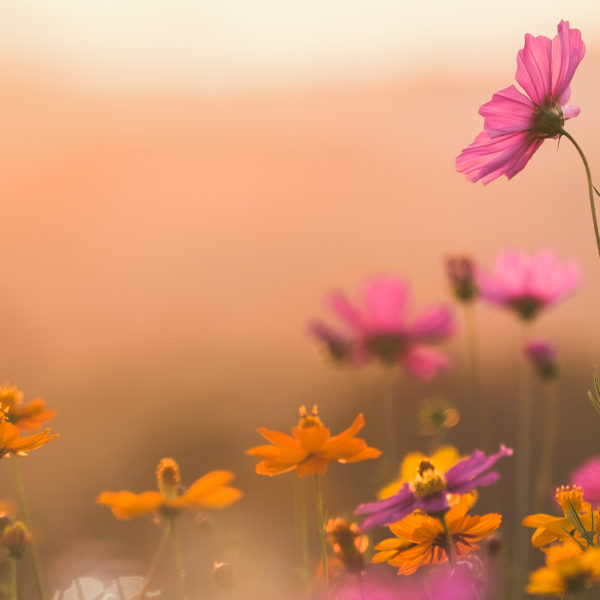 Residential & Commercial Landscaping Dallas | Southern Botanical