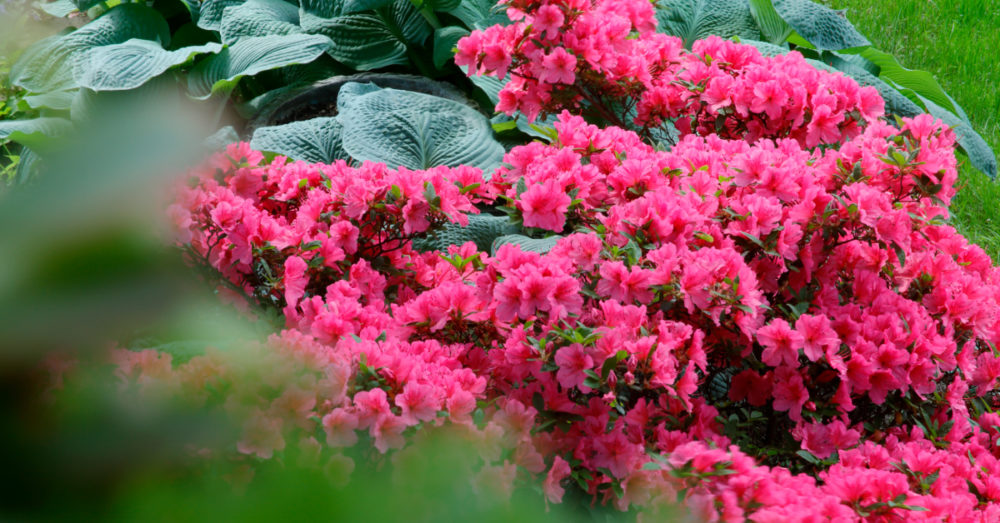 Tips on How to Grow Azalea Plants | Dallas Landscaping Services