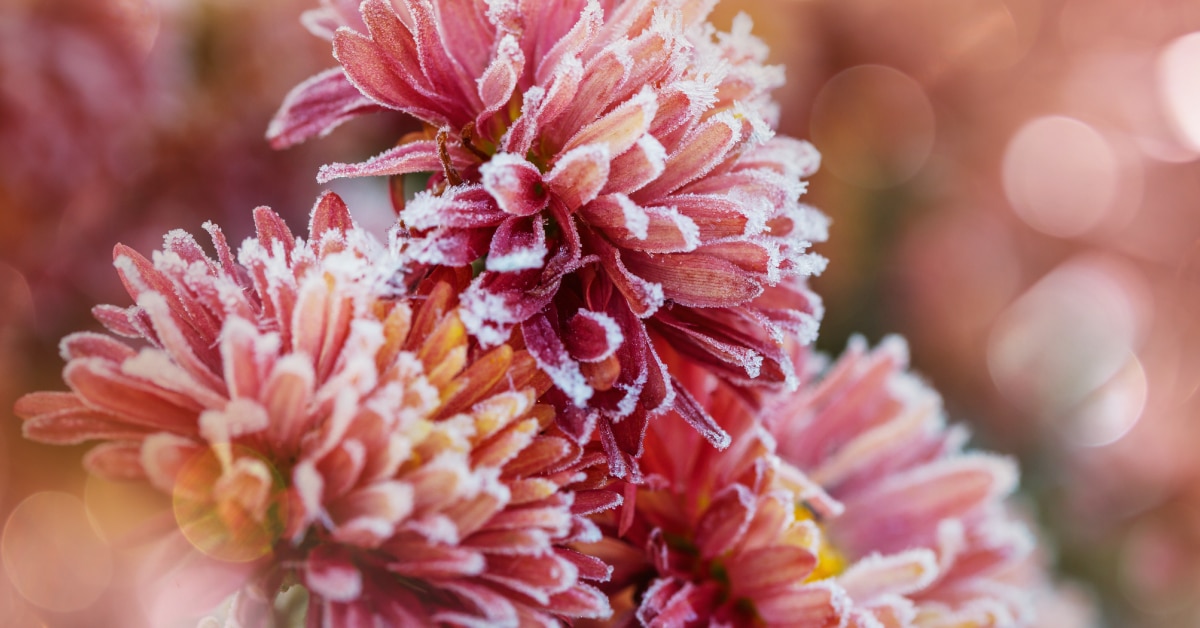 Add Color to Your Winter Landscape | Dallas Landscaping Company