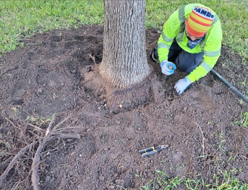 Root Flare Exposure Explained: Why is it important? | Dallas Tree Care