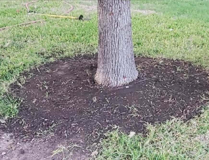 Root Flare Exposure Explained Why Is It Important Dallas Tree Care