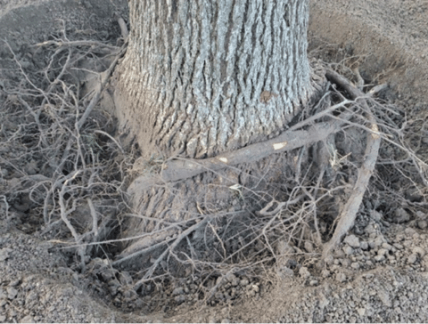 Root Flare Exposure Explained: Why is it important? | Dallas Tree Care