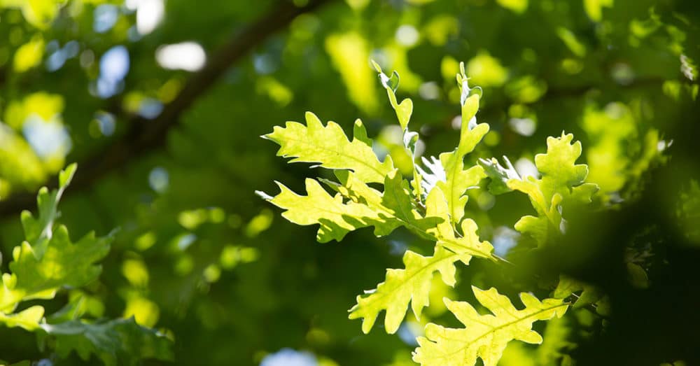 Tips for Pruning Oak Trees Outside of Oak Wilt Season