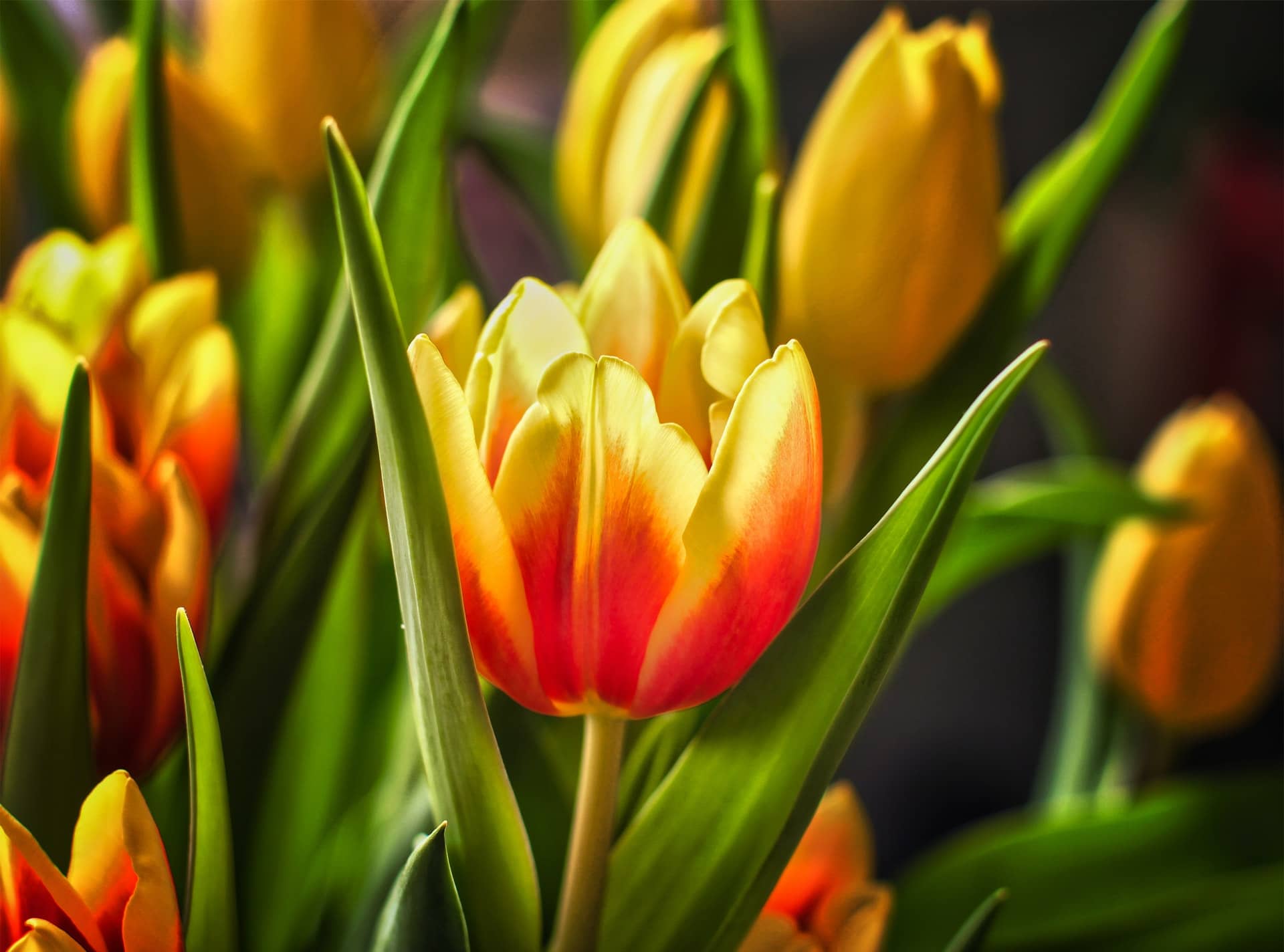 Spring Bulb Care | Dallas Landscaping Services | Southern Botanical
