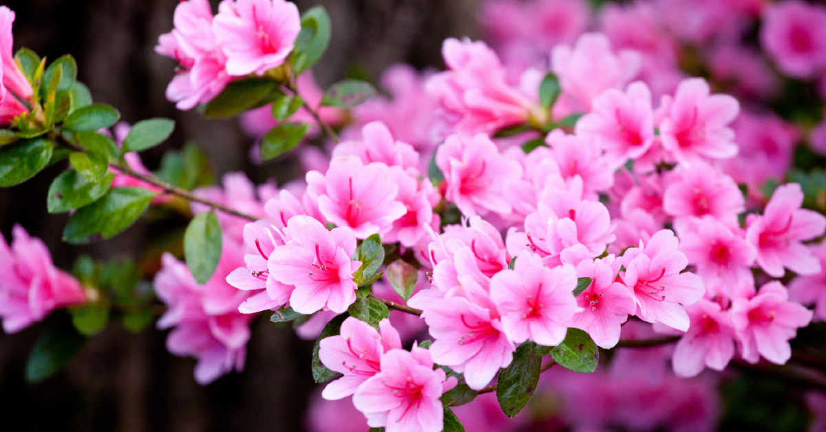 Feeding Azaleas | Southern Botanical | Dallas Landscaping Services