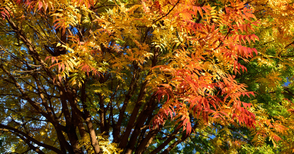 Planting Trees to Showcase Fall Foliage | Southern Botanical
