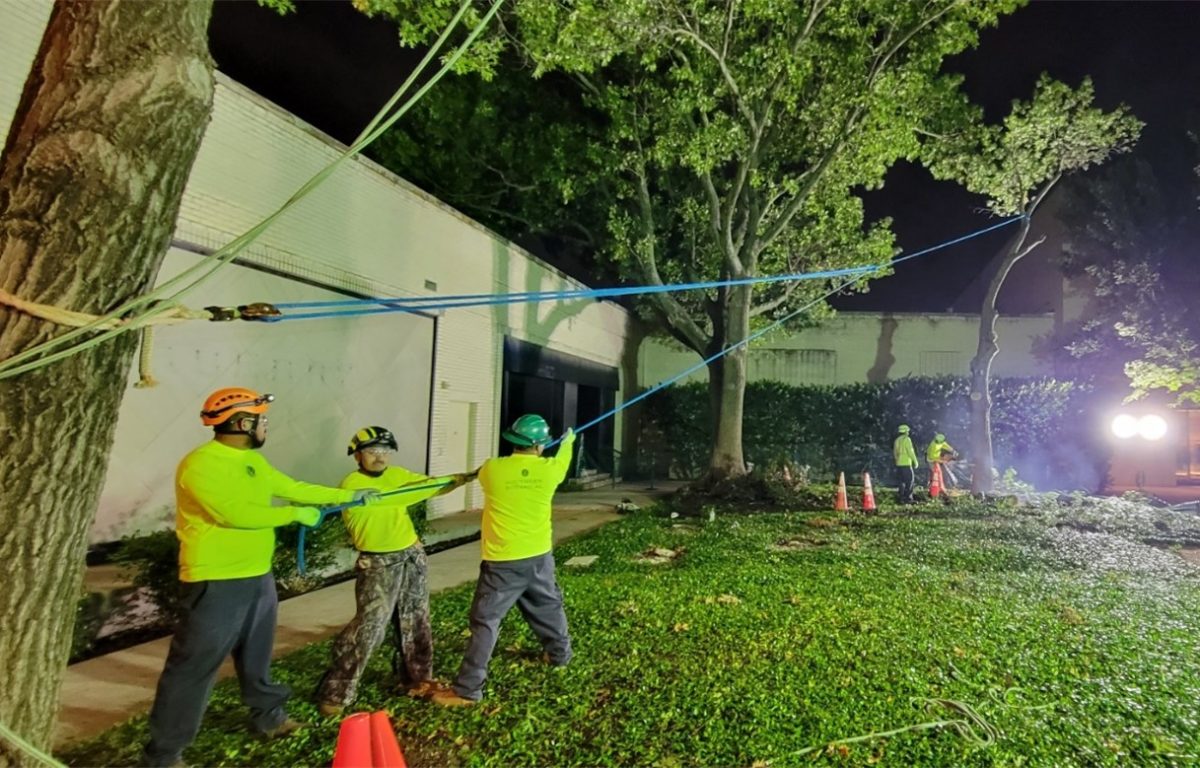 North Park Mall Wins NALP Award of Excellence for Tree Care - Southern ...