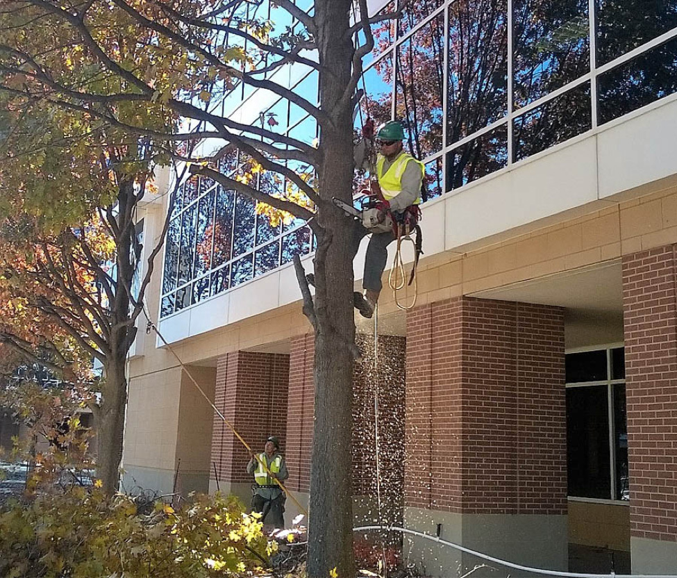 Tree Care Services in Dallas, Texas | Southern Botanical