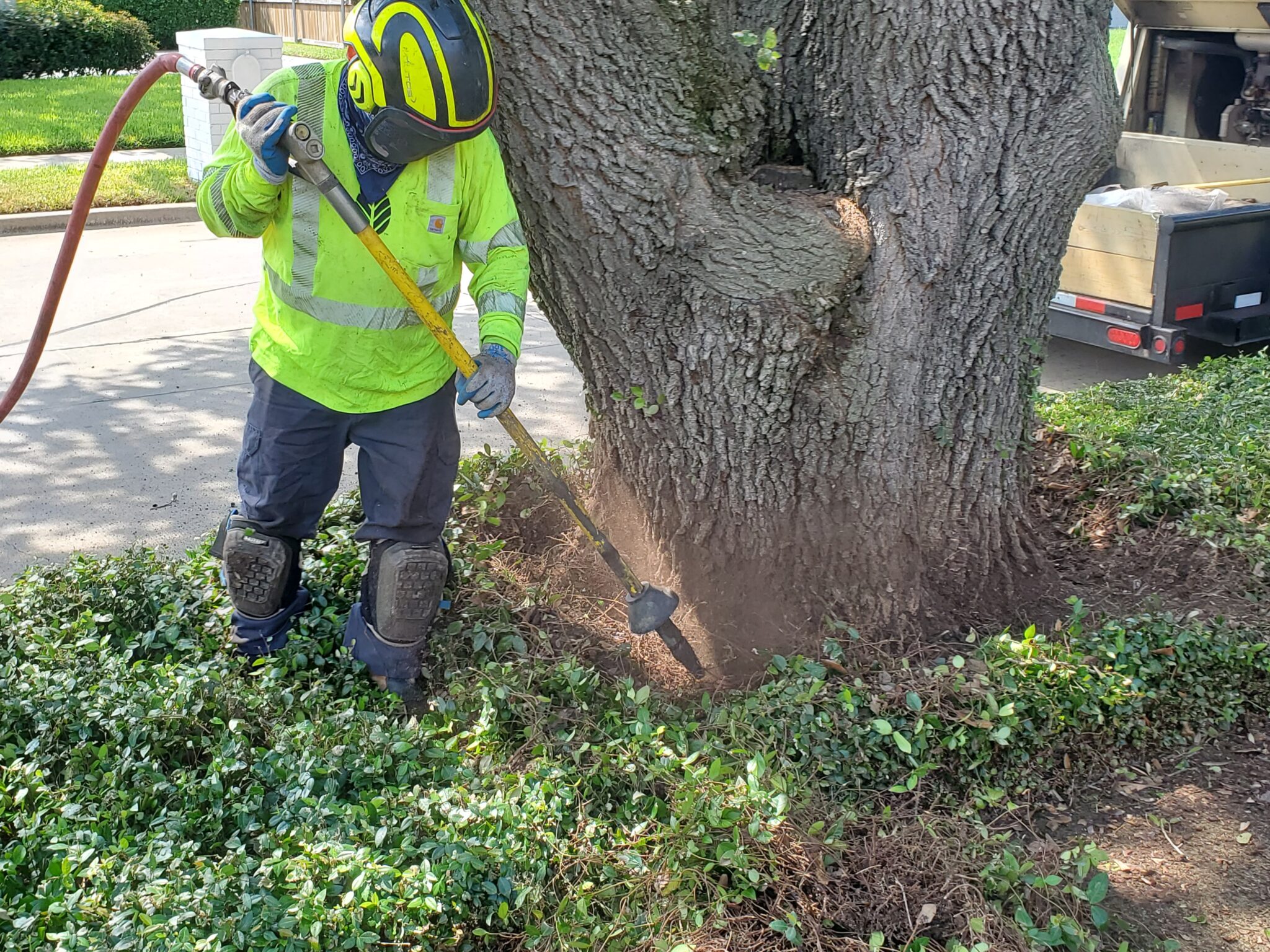 Root Flare Exposure - Southern Botanical