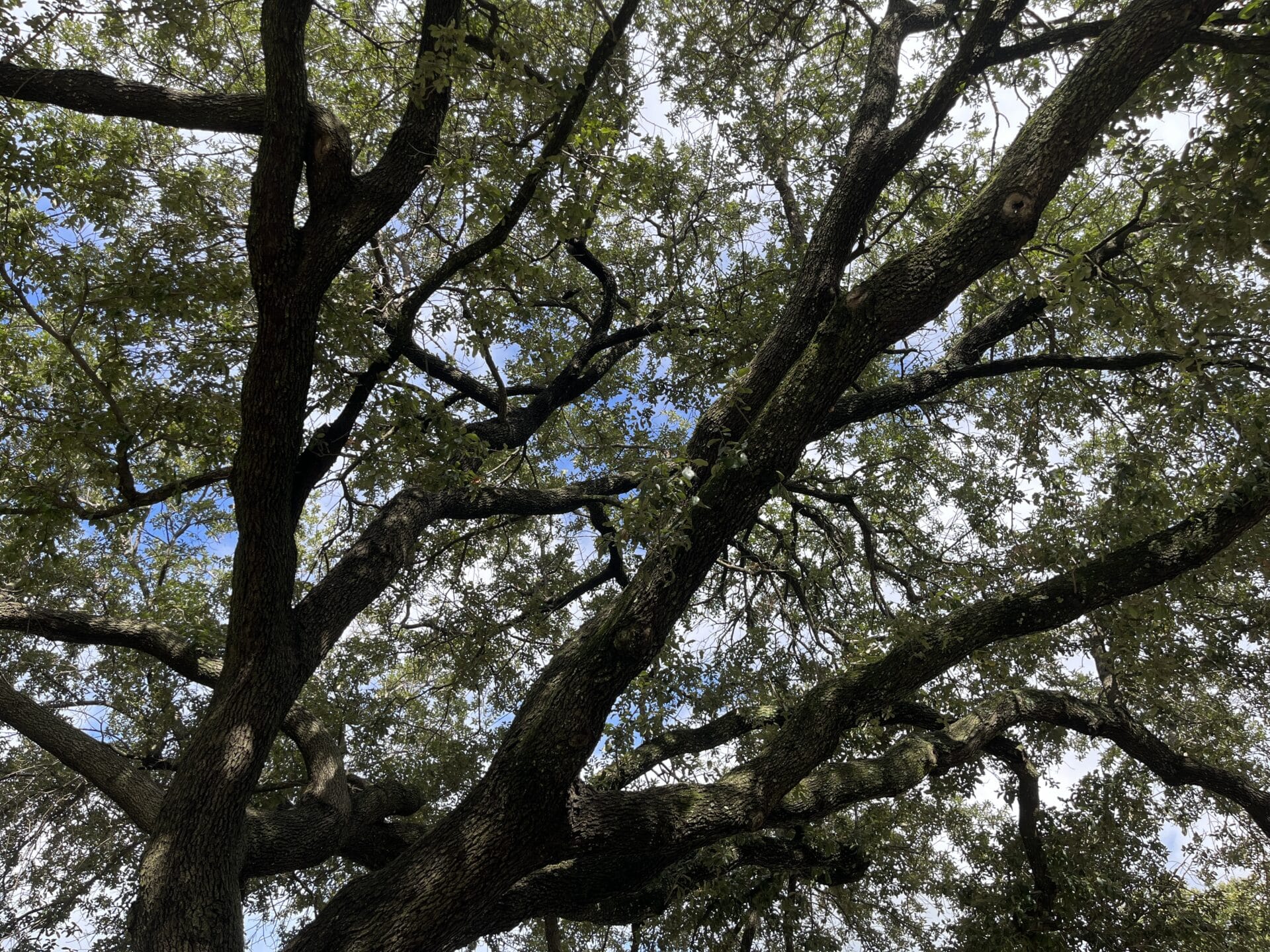 Gall Wasps in Dallas, Texas: Apple Oak Galls - Southern Botanical