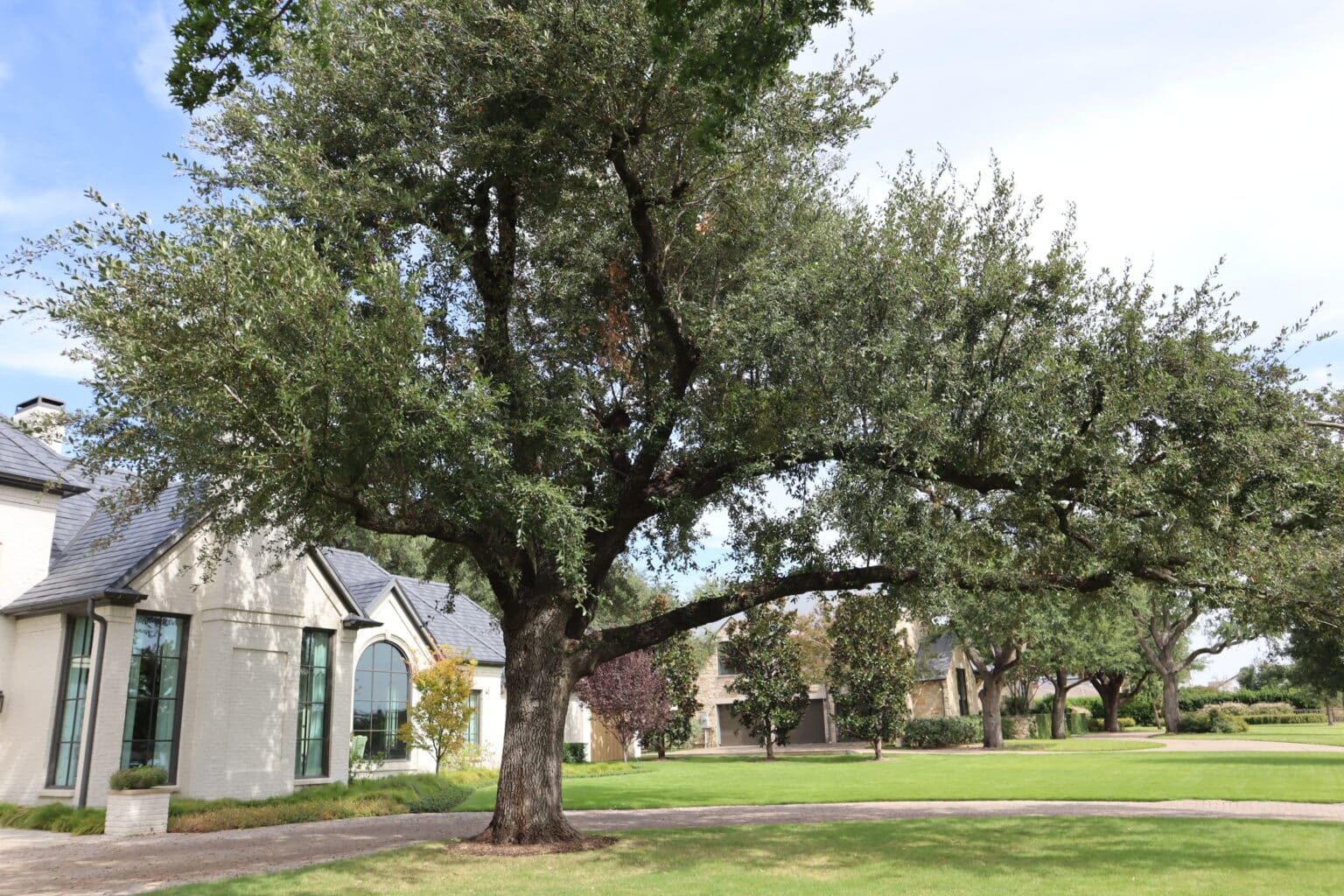 Why Live Oaks Produce Suckers (aka Epicormic Sprouts) - Southern Botanical