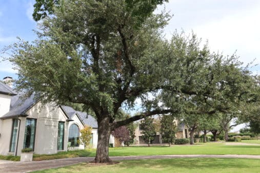 Why Live Oaks Produce Suckers (aka Epicormic Sprouts) - Southern Botanical