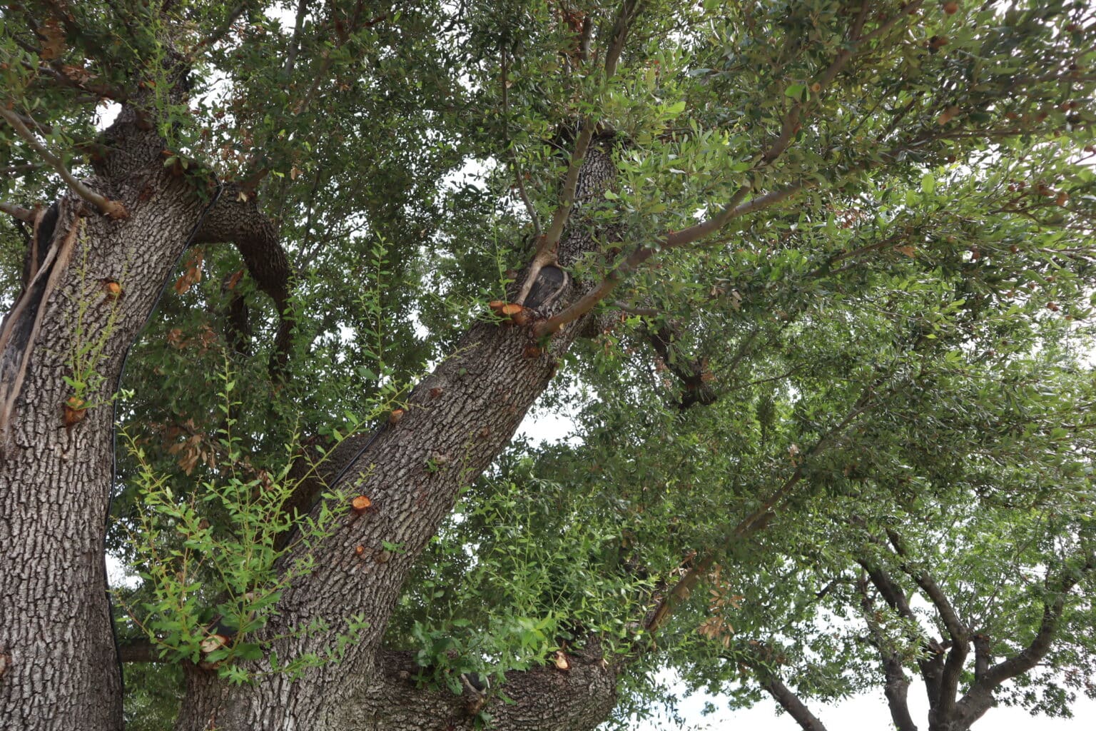 How to Properly Prune Tree Suckers and Epicormic Sprouts - Southern ...