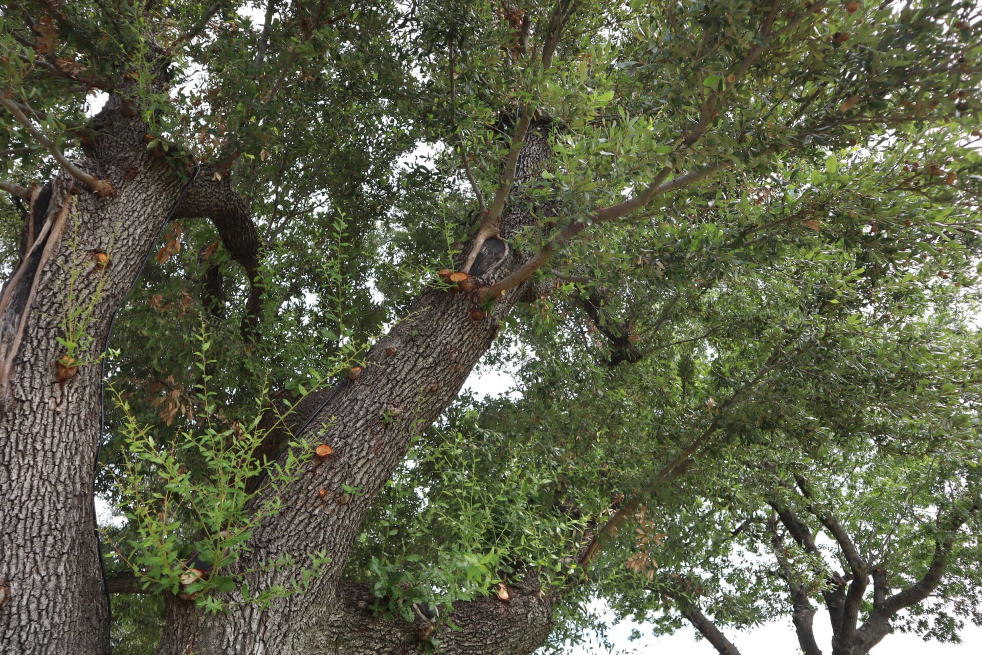 How to Properly Prune Tree Suckers and Epicormic Sprouts - Southern ...