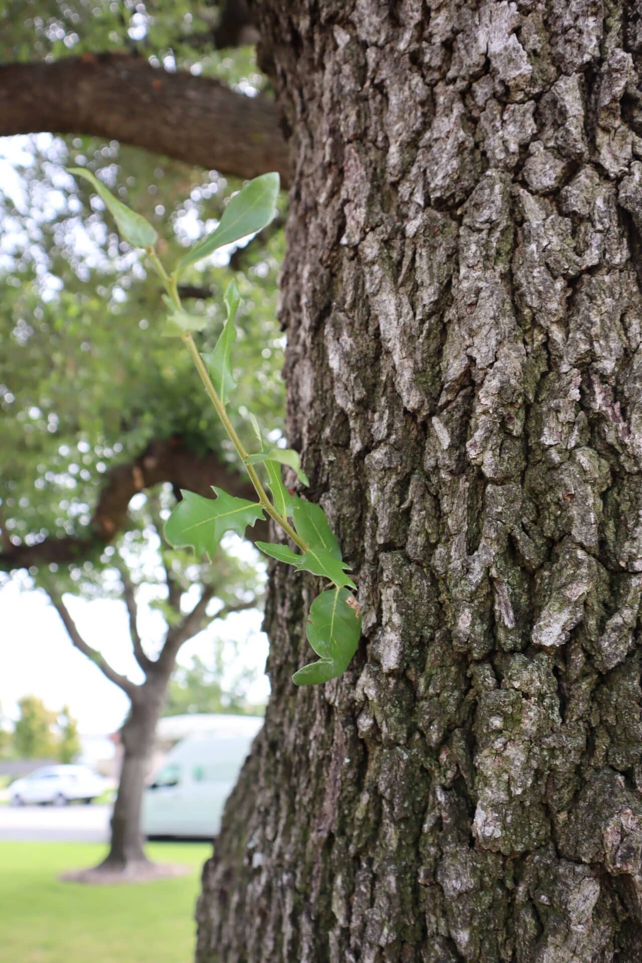Tree Suckers: Understanding Epicormic Sprouts - Southern Botanical