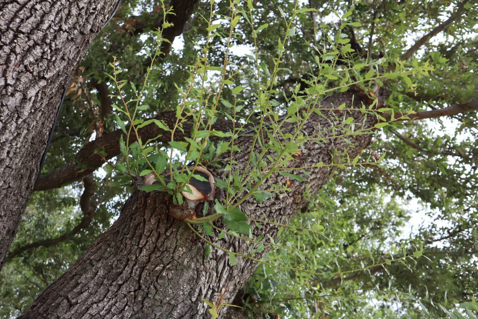 Tree Suckers: Understanding Epicormic Sprouts - Southern Botanical