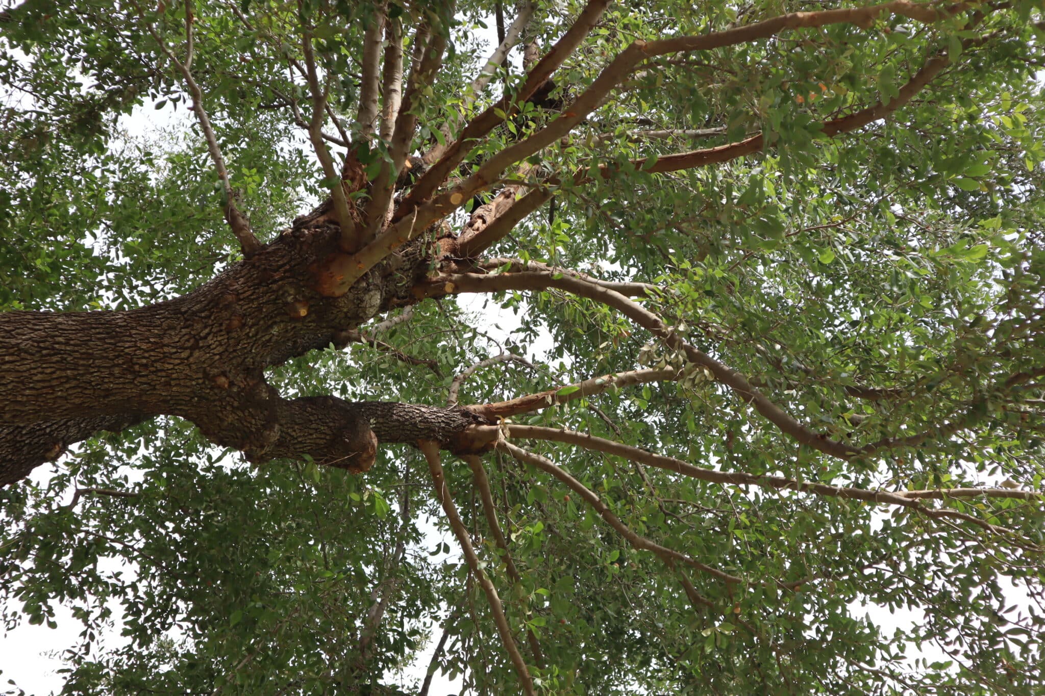 Tree Suckers: Understanding Epicormic Sprouts - Southern Botanical