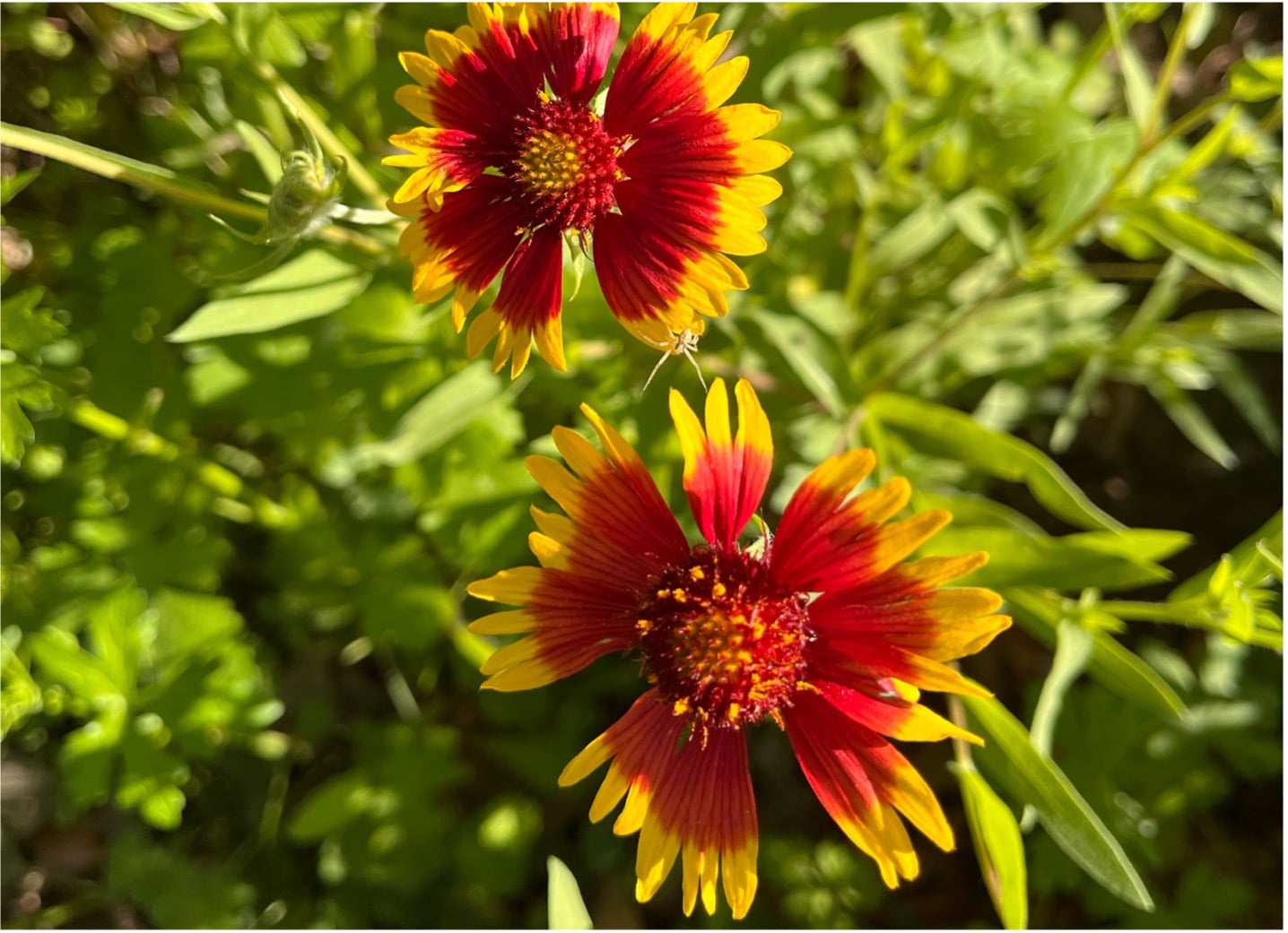 Top 10 Texas Wildflowers - Southern Botanical