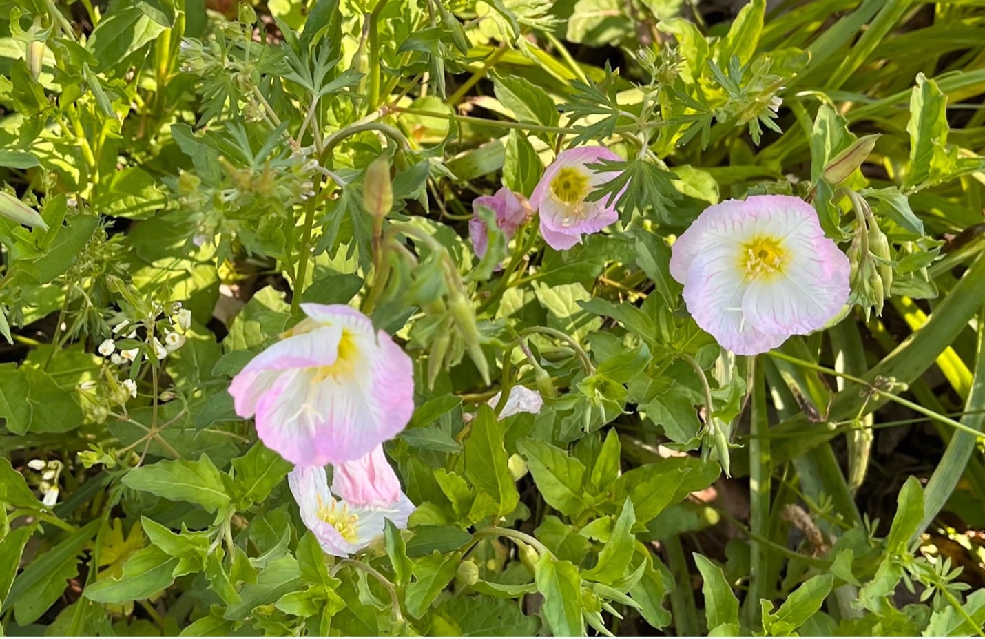 Top 10 Texas Wildflowers - Southern Botanical