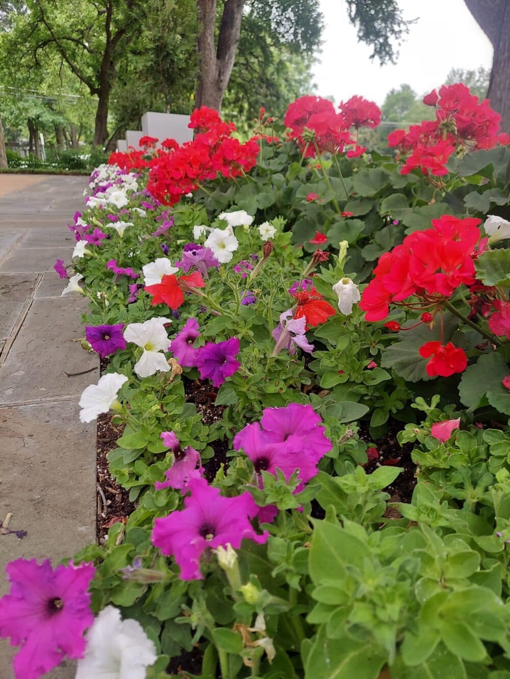 Spring Annual Flowers for North Texas - Southern Botanical