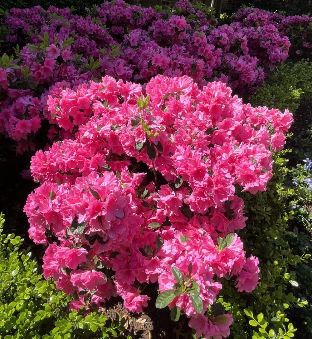 Everything You Need to Know About Caring for Azalea - Southern Botanical
