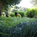 Is King Ranch Bluestem a Weed? - Southern Botanical