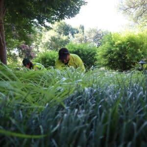 Turf Aeration: Why, When, and How to Aerate Your Lawn - Southern Botanical