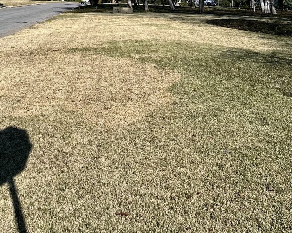 Understanding Brown Patch and Its Impact on Texas Lawns - Southern ...