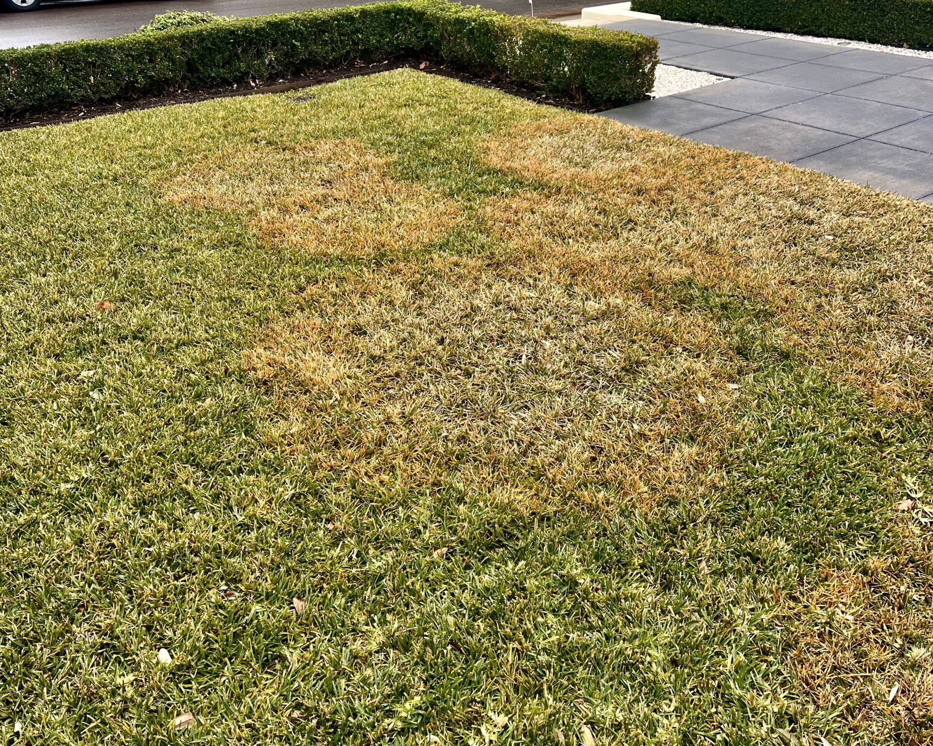 Understanding Brown Patch and Its Impact on Texas Lawns - Southern ...