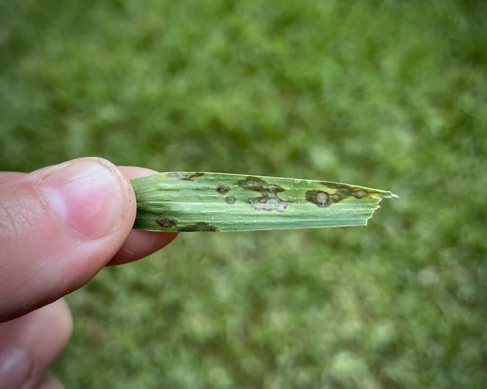 What is Grey Leaf Spot and How do I Treat It? - Southern Botanical