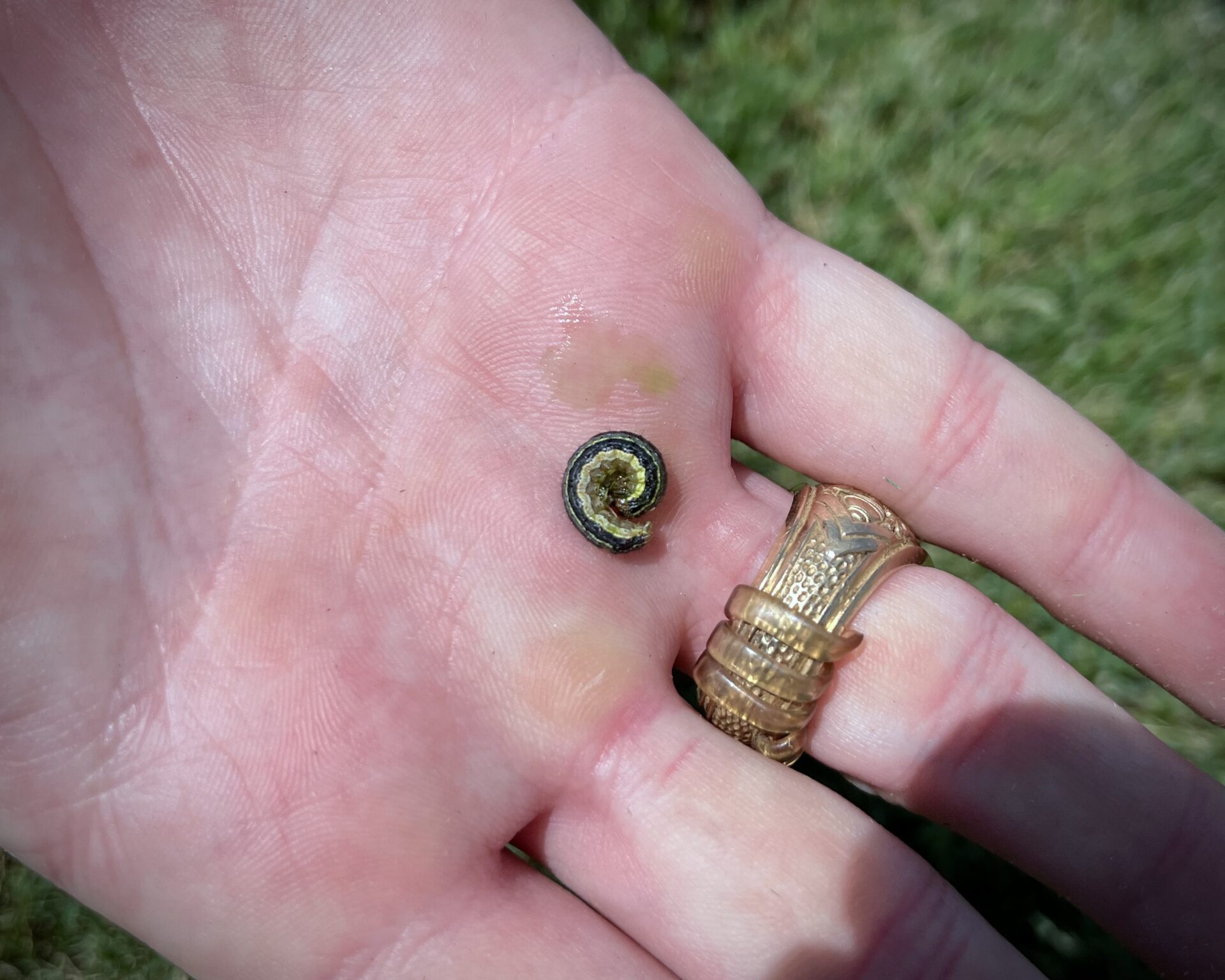 Understanding Fall Armyworms and Their Impacts - Southern Botanical