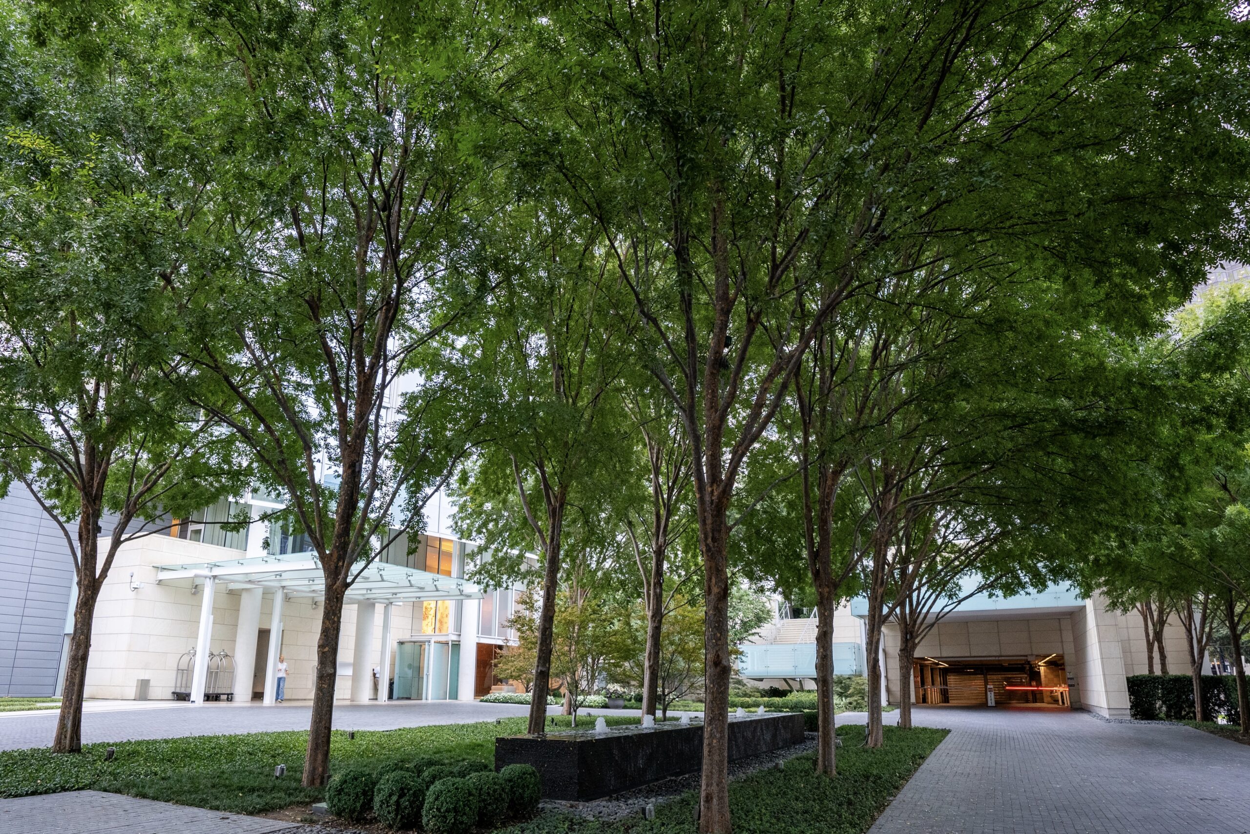 How to Protect Your Trees During Construction - Southern Botanical