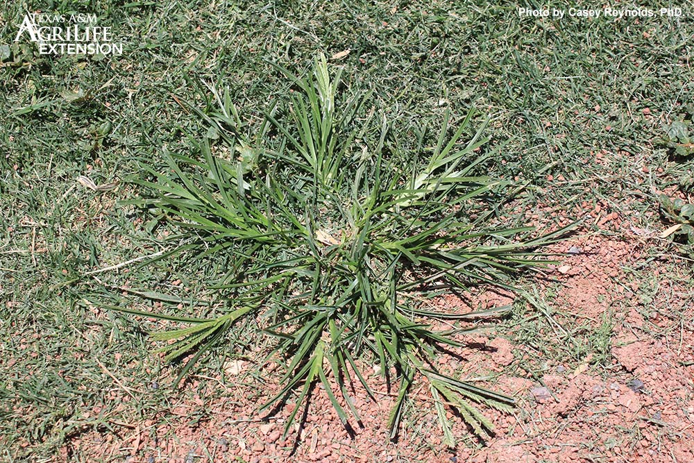 How to Identify and Control Goosegrass in Your Lawn - Southern Botanical