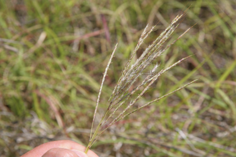 Is King Ranch Bluestem a Weed? - Southern Botanical
